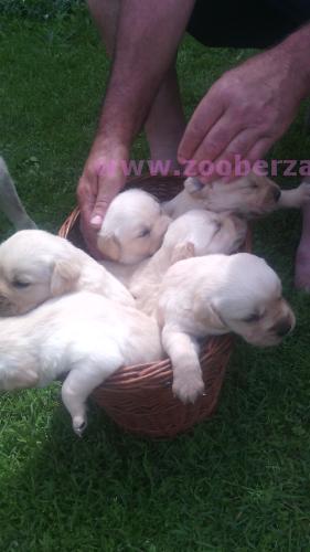 Stenci labrador retrivera na prodaju