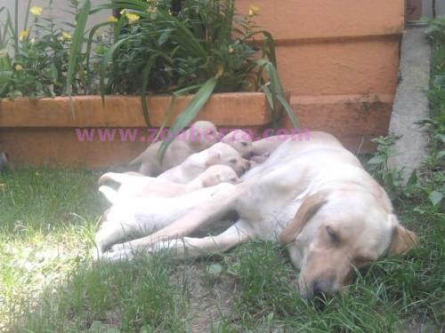 LABRADOR RETRIVER, stenci, Temerin