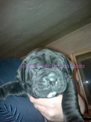 Stenci CANE CORSO