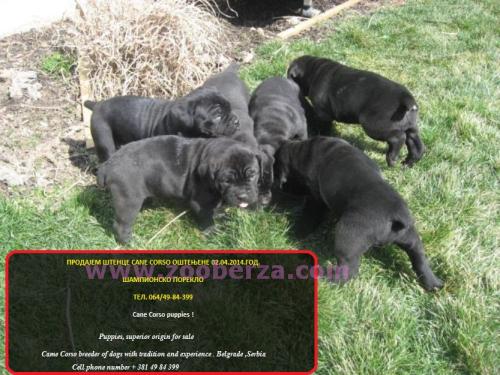 Cane Corso