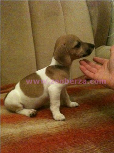 Jack Russell Terrier