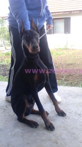 Doberman musko stene