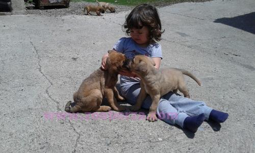 Cane Corso