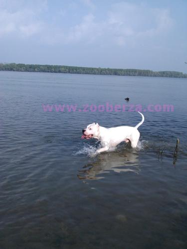 Dogo Argentino