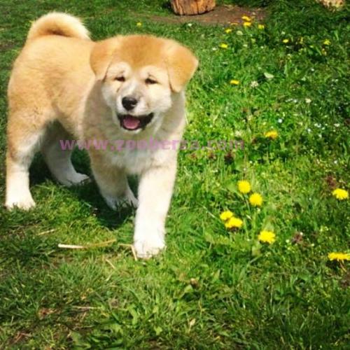 Akita inu zenka na prodaju