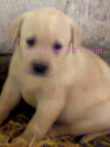 Labrador Retriver