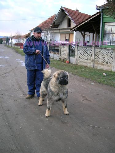 Šarplaninci