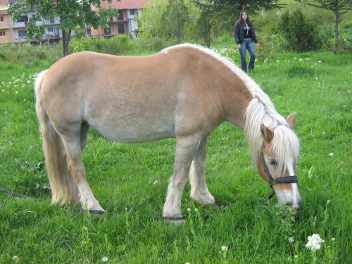 Prodajem musko zdrebe rase Haflinger