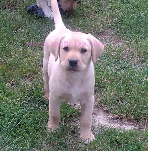 prodajem kuce labrador zute boje muzjak