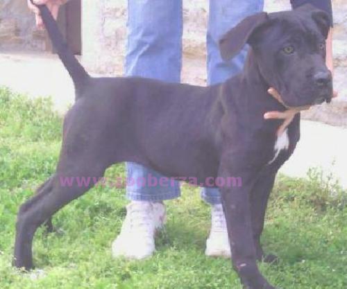 Cane Corso stenad