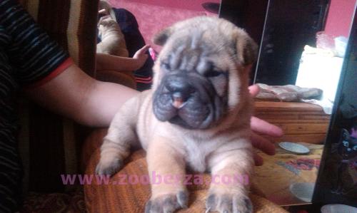 Shar pei stenad prodaja