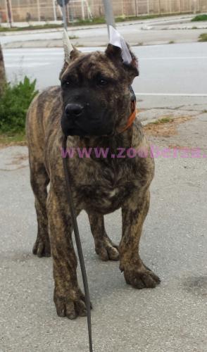 Dogo Canario