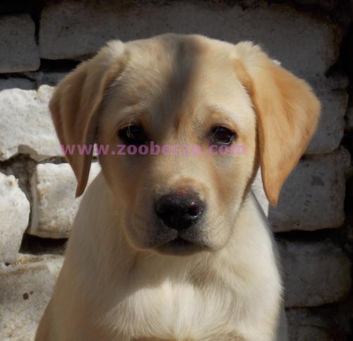 Labrador retriver štendan