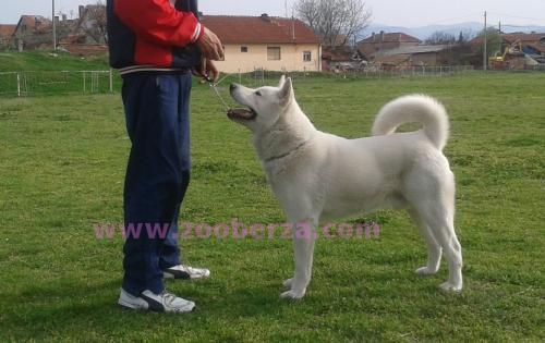 Slobodan za parenje - Akita inu