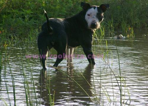 Zenka pit bula