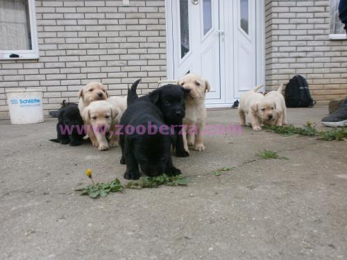 stenci labrador retrivera