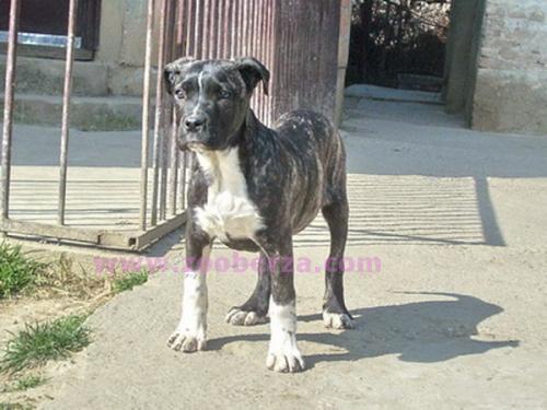 Dogo canario musko stene