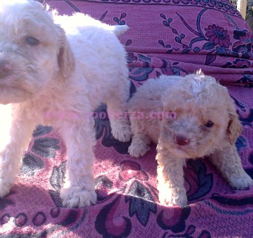 Prodaja stenaca tartufari Lagotto Romagnolo