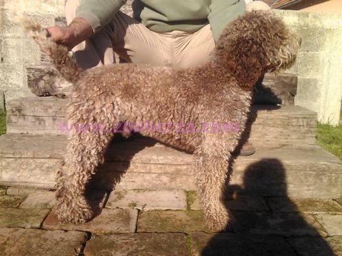 Lagotto Romagnolo, tartufar, odrasli mužijak