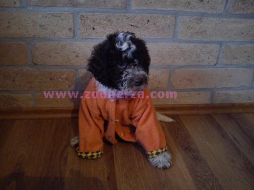 Lagotto Romagnolo, tartufar, kučići na prodaju