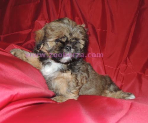 Lhasa apso