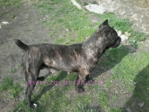 Cane Corso Zenka