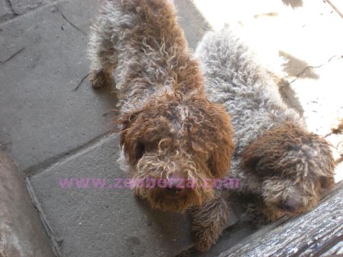 Lagotto romanjolo