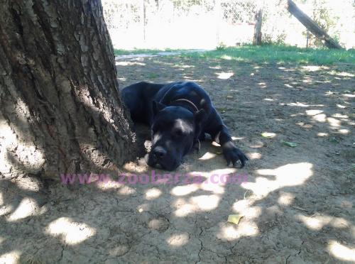 Cane Corso zenka