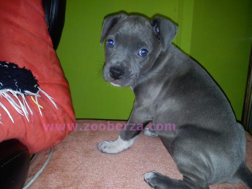 Blue Pitbul stenci