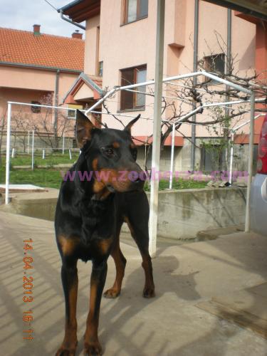 doberman