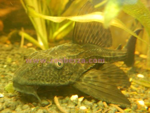 pleco leopard