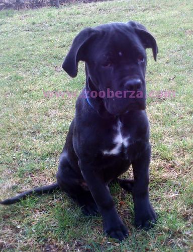 Cane Corso 5 meseci