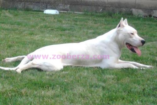 Zenka Dogo Argentino