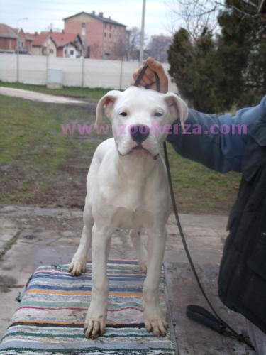 Dogo Argentino