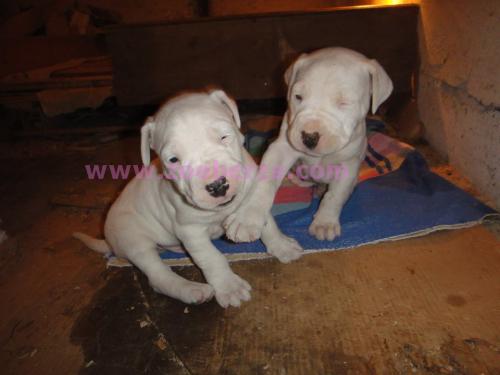 DOGO ARGENTINO ŠTENCI