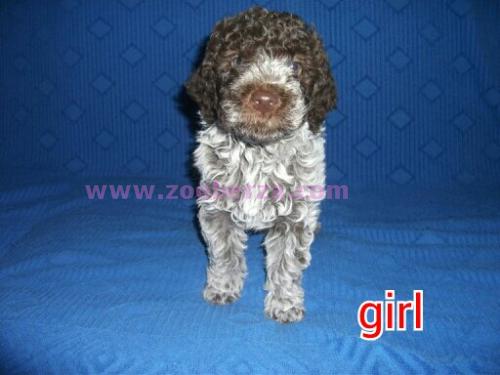 lagotto