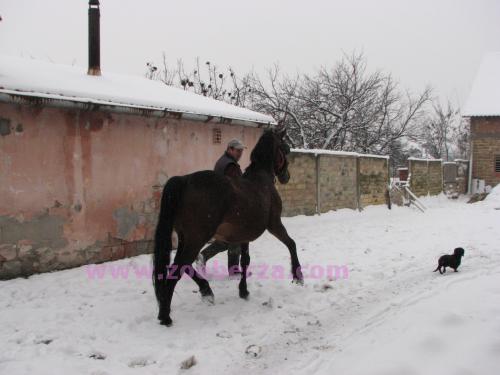 Prodajem kobilu