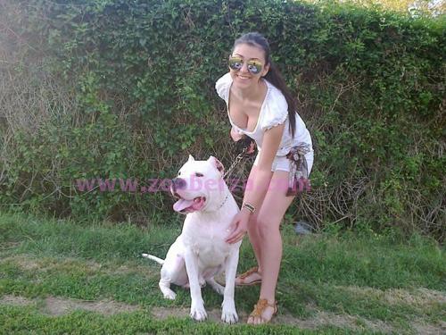 Dogo Argentino - Sampion Srbije PRM