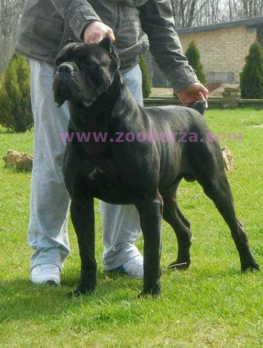 Cane Corso muzjak slobodan za parenje