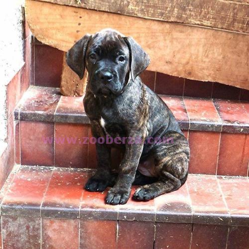 Cane Corso prvobirano stene HITNO