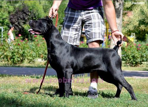 Cane Corso Kuja