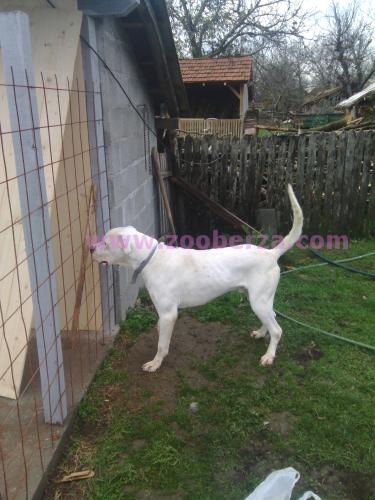 dogo argentino