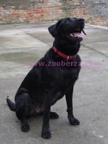 HITNO poklanjam stene rasnog labrador-retrivera!