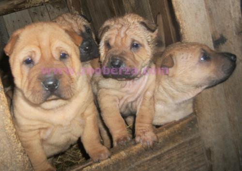 shar pei na prodaju