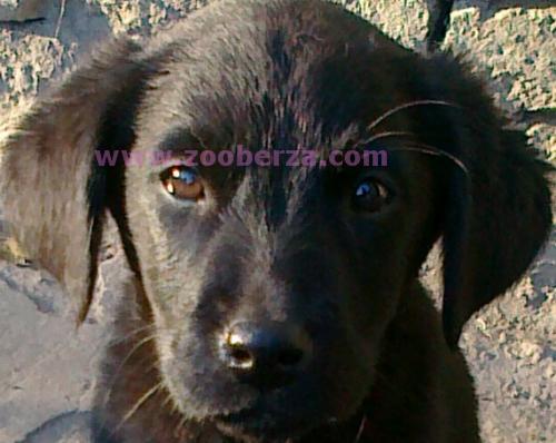 labrador retriver