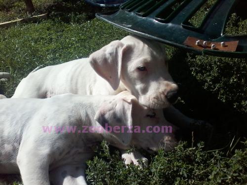 dogo argentino