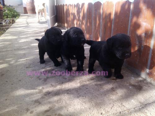 Labrador Retriveri kucuci na prodaju 50e