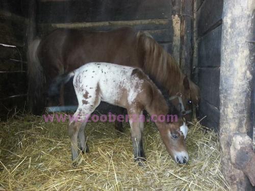 zdrebe poni pastuva sareni na prodaju