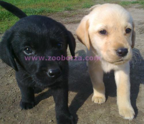 labrador retriver