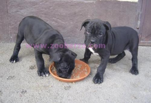 Cane corso